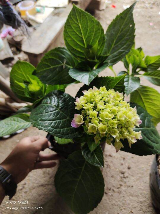 bunga panca warna / hortensia | Lazada Indonesia