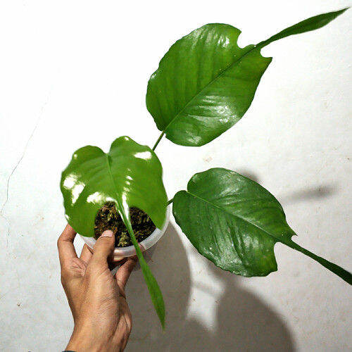 TANAMAN HIAS EPIPREMNUM SKELETON KEY -EPIPREMNUM EKOR PARI (TANAMAN ...