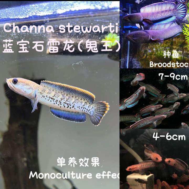 Channa stewarti 蓝宝石雷龙(鬼王) (live fish ikan hidup 观赏鱼) | Lazada