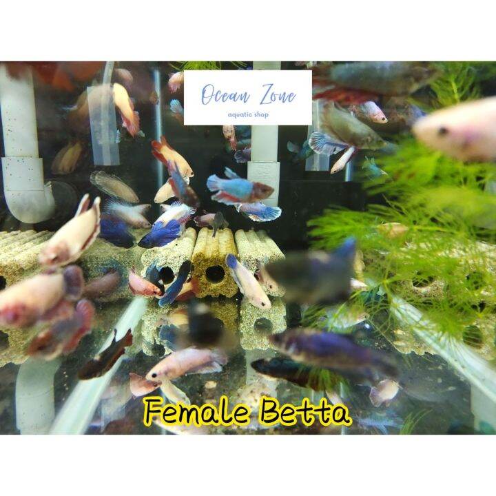 【Ocean Zone】Female Fighting Fish / Female Betta - 5pcs (Live Fish with ...