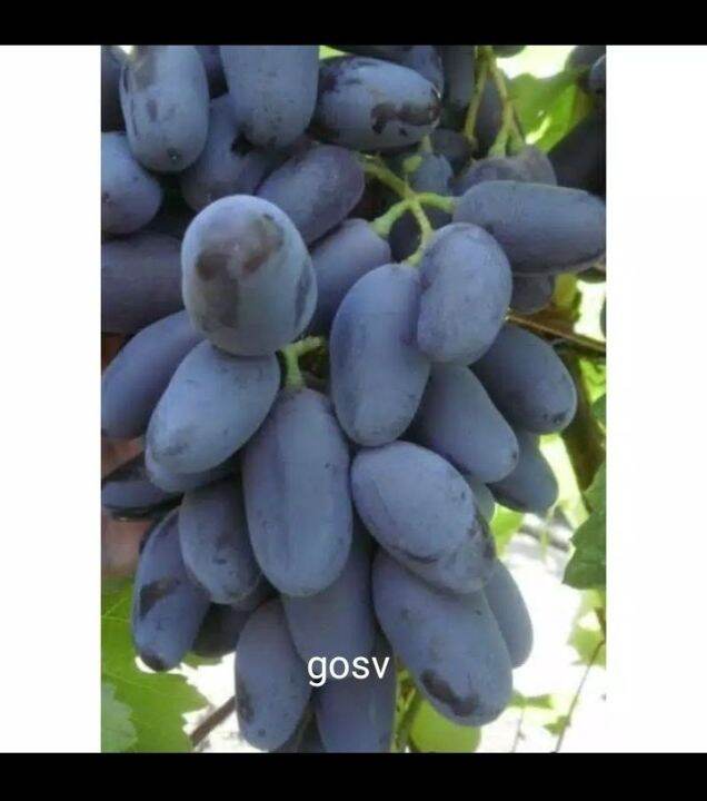 bibit tanaman anggur import jenis GOSV hasil grafting cepat berbuah | Lazada Indonesia