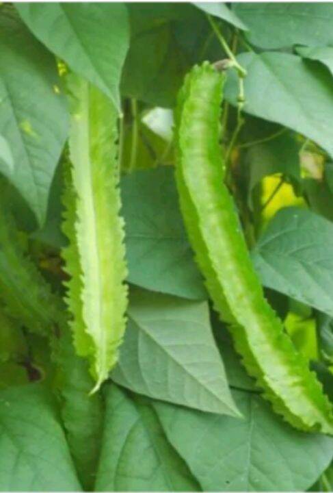 wing beans sigarilyas medium 6 seeds new harvest | Lazada PH
