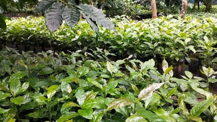 bibit pohon kopi arabika | Lazada Indonesia bibit pohon kopi arabika | Lazada Indonesia