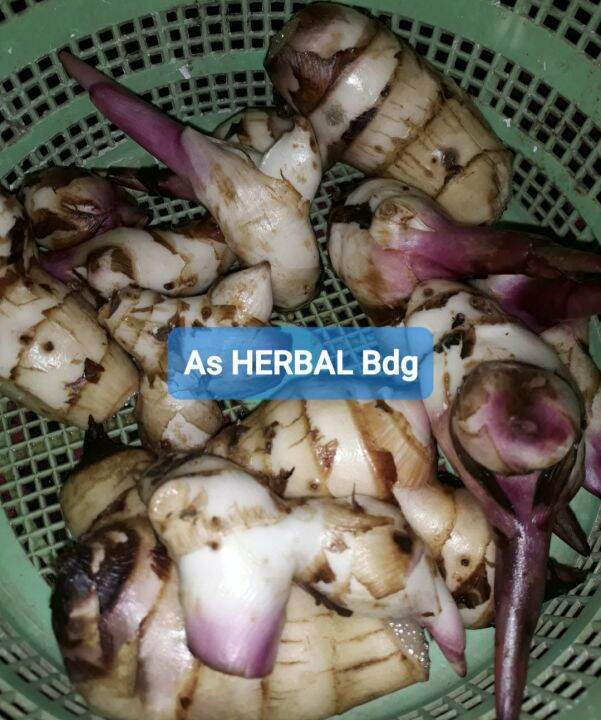 Umbi ganyong merah segar 1 kg | Lazada Indonesia