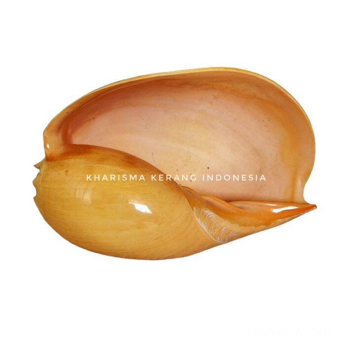 MELO MELO SHELL (INDIAN VOLUTE SHELL) CANGKANG KERANG BINGA SEA SNAIL ...