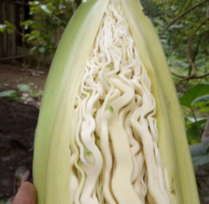 Bunga Pinang Kuncup Atau Bunga Jambe Muda Segar Utuh 1 Tangkai ...