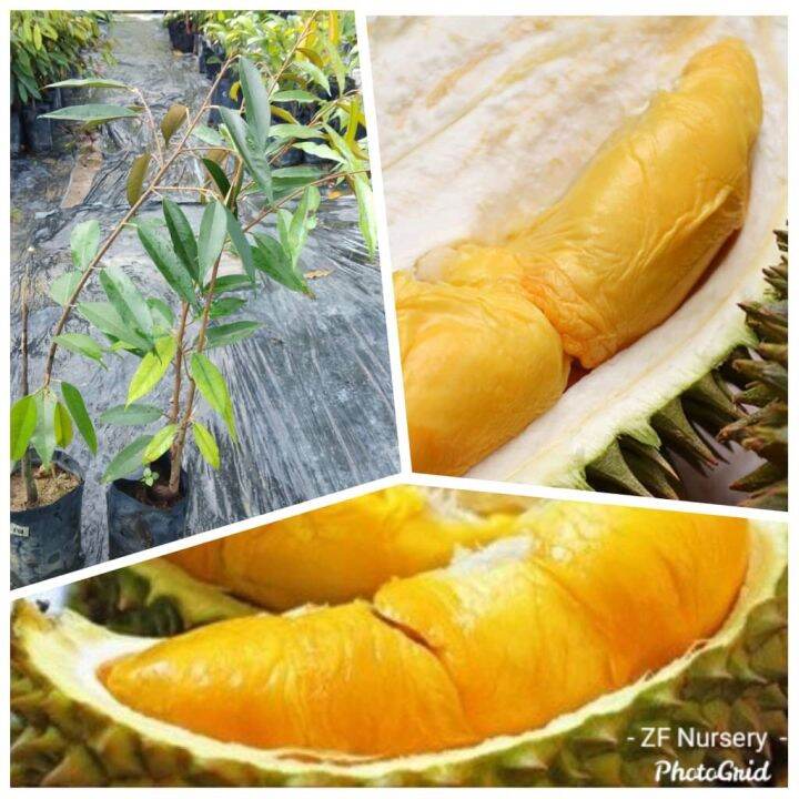 Anak pokok durian IOI | Lazada