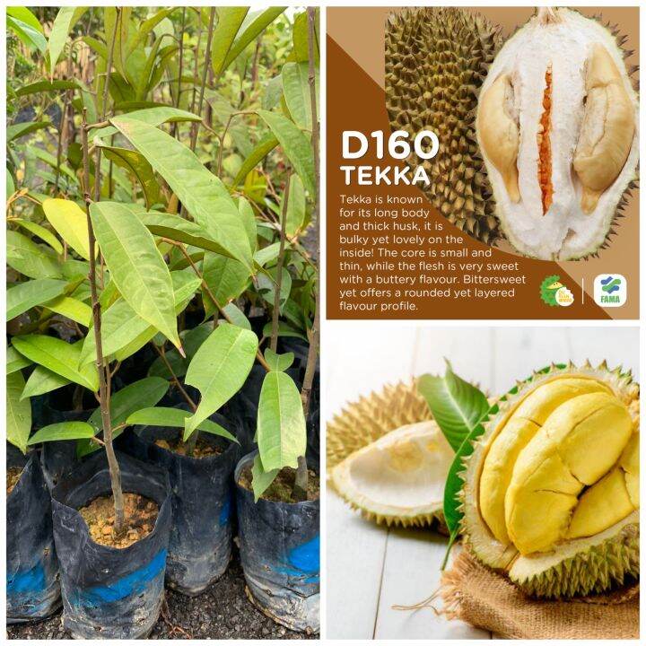 Anak pokok durian d160 / durian tekka | Lazada