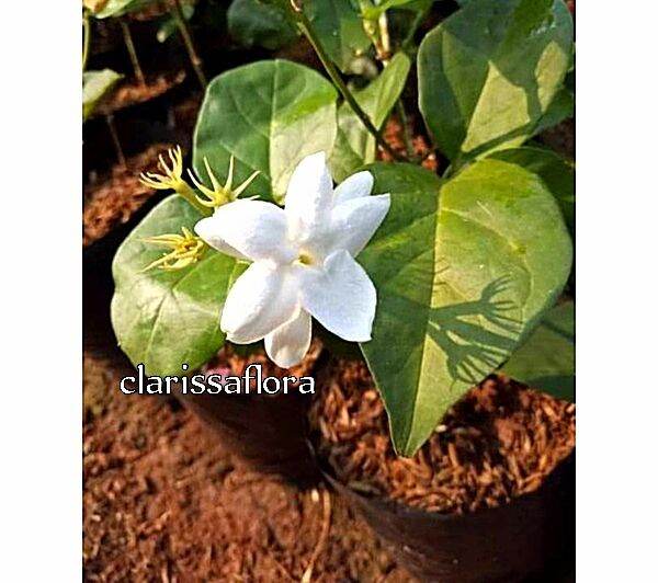 POHON MELATI KAMPUNG - MELATI WANGI | Lazada Indonesia