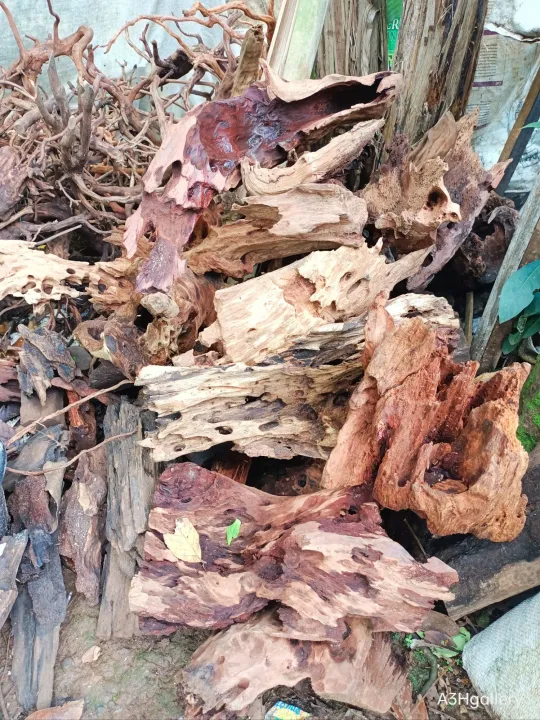 kayu rentek aquascape size S | Lazada Indonesia