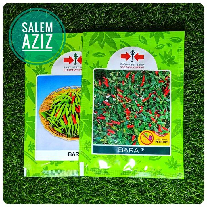 Paket 10g (3200biji) - 20g (6400biji) CILI BARA Panah Merah Biji Benih ...