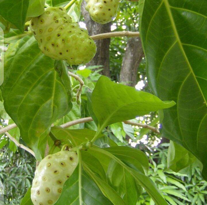 buah Pace/buah mengkudu herbal | Lazada Indonesia