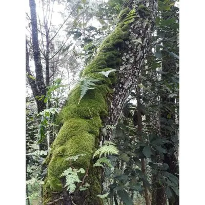 Lumut Hutan 1 kg Media Tanam Lumut Moss lumut Hidup living Moss ...