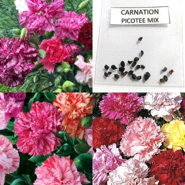 CARNATION PICOTEE MIX seeds | Lazada PH