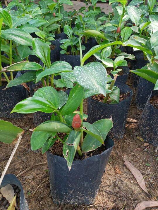 Pokok Costus # outdoor plant # | Lazada