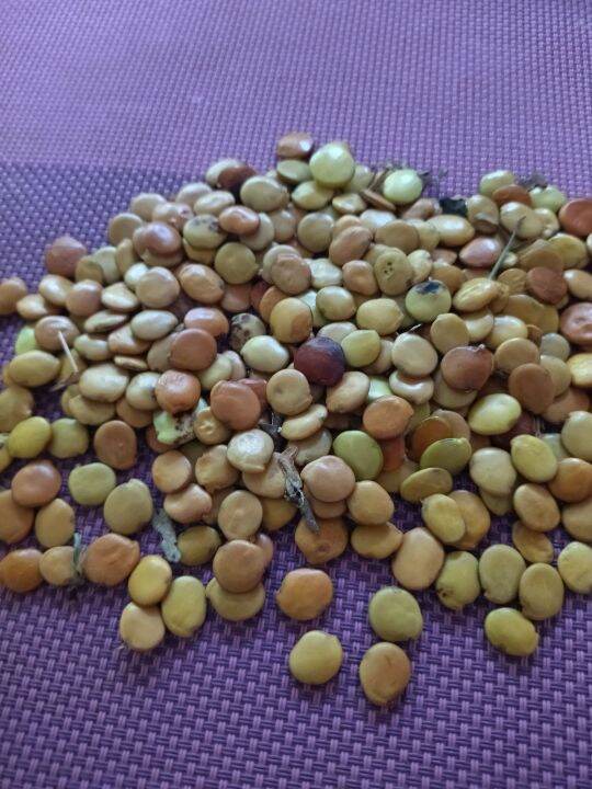 KAKAWATE / MADRE DE CACAO SEEDS 24PCS | Lazada PH