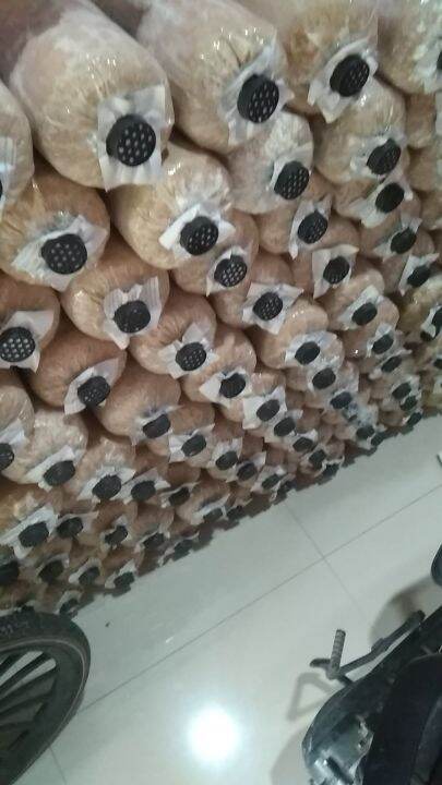 5 baglog jamur tiram putih/bibit jamur f3 | Lazada Indonesia