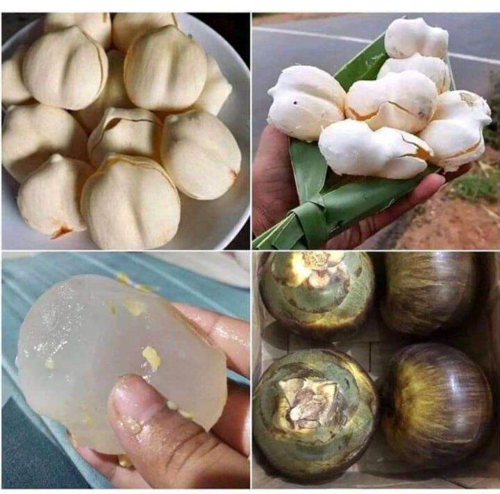 Buah Lontar Khas Tuban (Kupasan isi 3) | Lazada Indonesia