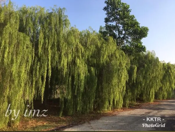 Pokok weeping willow salix babylonica atau janda merana sesuai utk ...