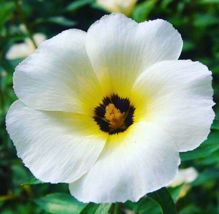 tanaman bunga yolanda bunga putih turnera tanaman vegetasi lebah madu ...