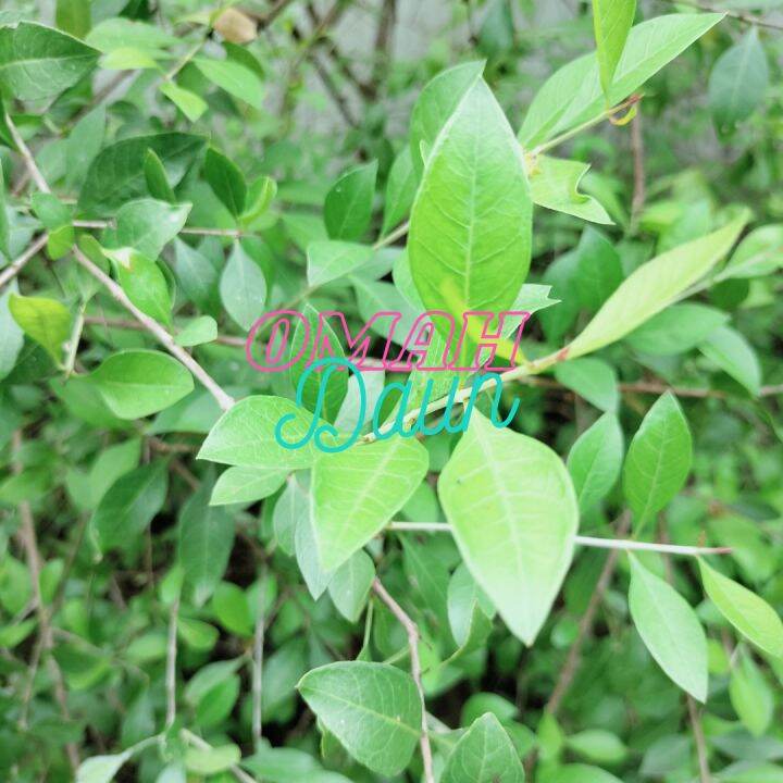 Teh Cina Daun inai Pelangsing Segar Petik Saat Order Fresh / Teh Cina ...