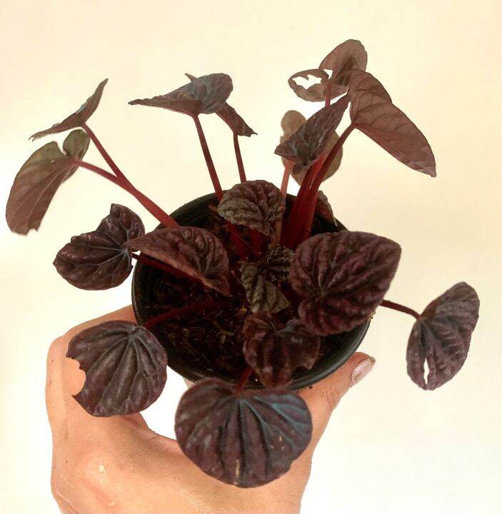 Red Ripple Pepiromia | Lazada PH