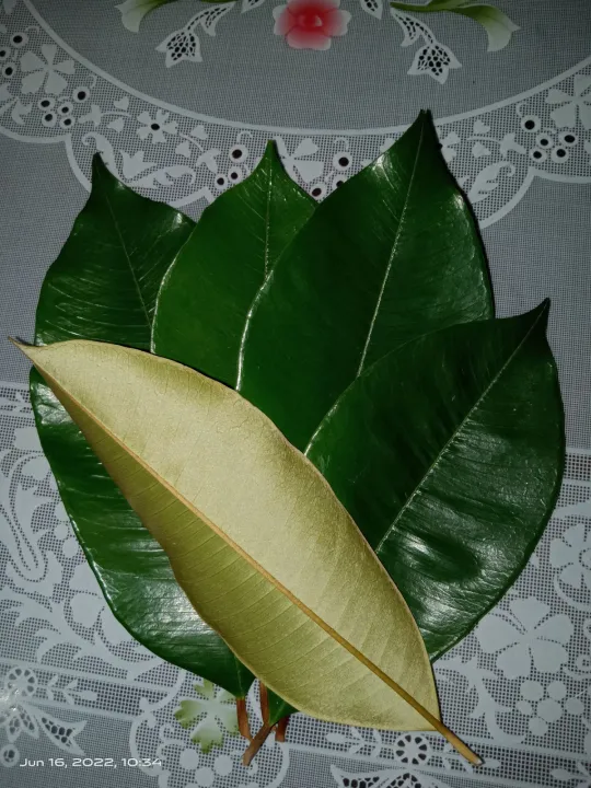 Caimito Leaves fresh 30pcs | Lazada PH