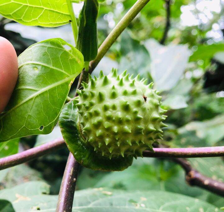 100 biji buah kecubung asli - Kualitas No.1 - Pakan burung atau Obat ... 100 biji buah kecubung asli - Kualitas No.1 - Pakan burung atau Obat ...
