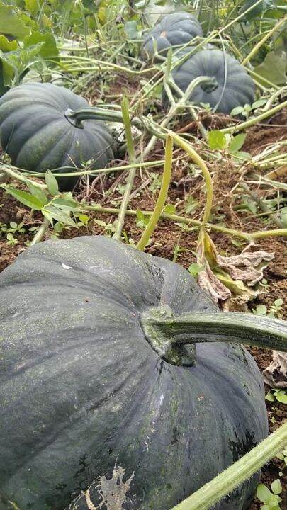 (20 SEEDS) - KALABASA SEEDS/ROSALINDA F1 / EASY TO GROW/ MORE HARVEST ...