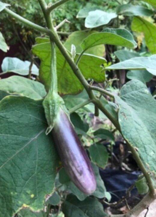 ANAK POKOK “Terung Telunjuk” • Eggplant 🍆Sayur Kampung Terenak 🍆 1 PASU ...