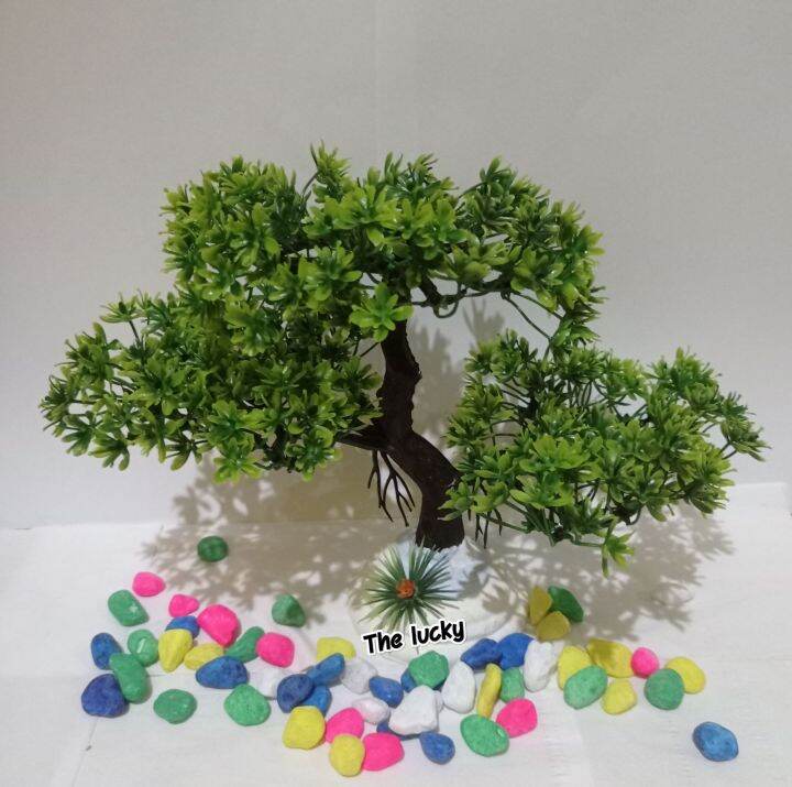 tanaman hias aquarium pohon rindang. | Lazada Indonesia