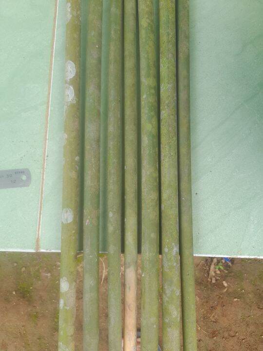 bambu tamiang diameter 2cm panjang 60cm/90cm/100cm | Lazada Indonesia