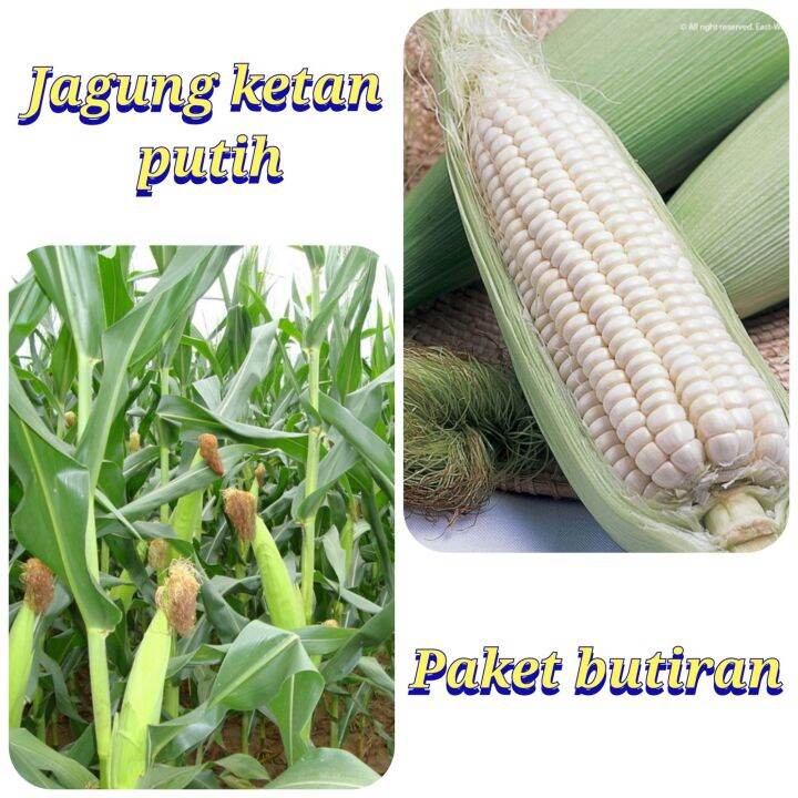 (100 butir) benih jagung putih pulut | Lazada Indonesia