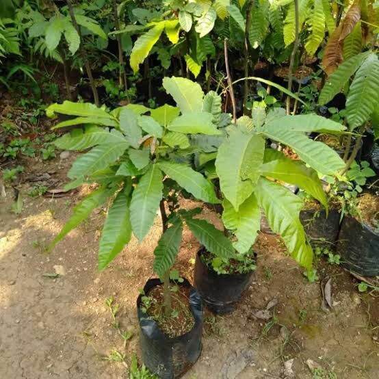 Pohon Matoa Super Genjah Tanaman Matoa | Lazada Indonesia