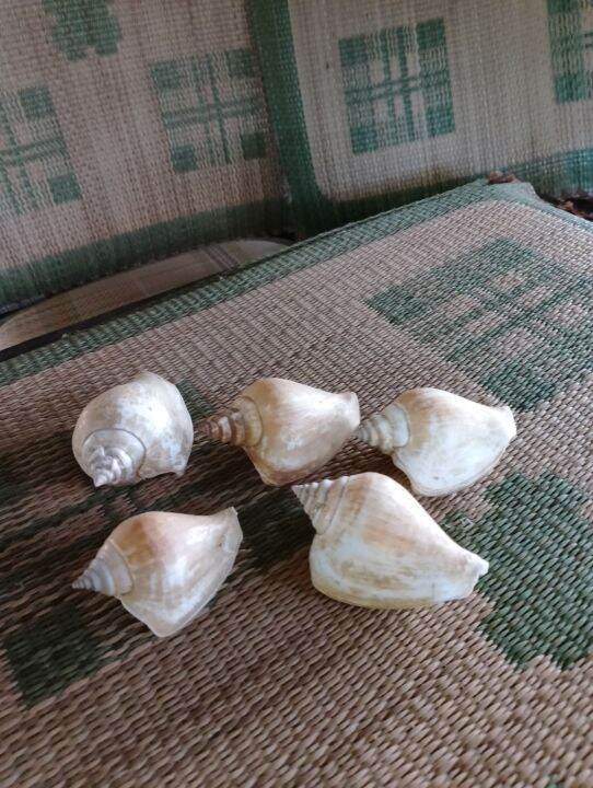 Shells Collections for aquarium, home and garden display | Lazada PH