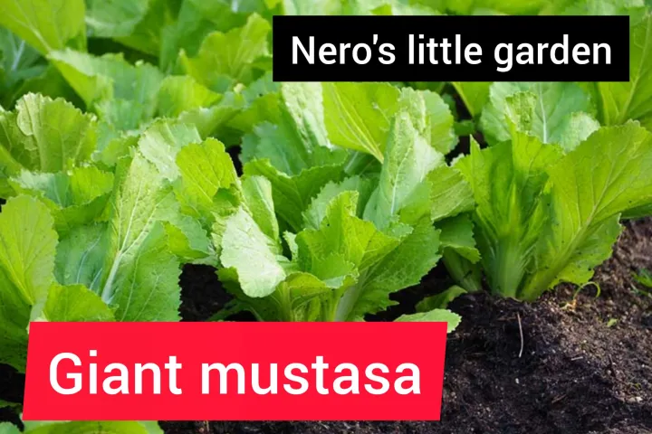 Nero's Giant Mustasa (200 seeds) | Lazada PH