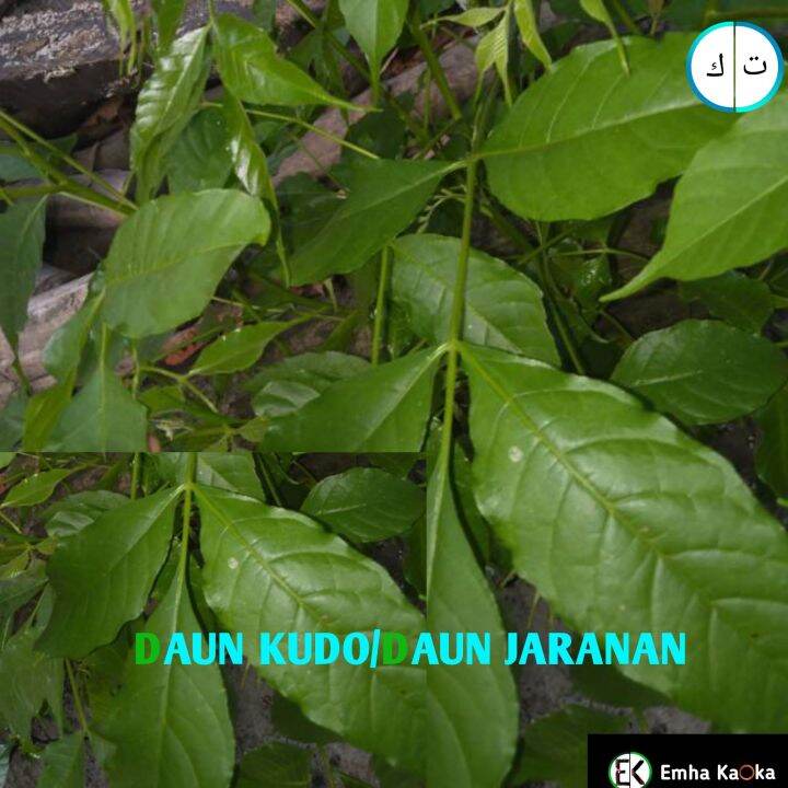 Daun Kudo atau daun jaran jaranan isi 50 pcs | Lazada Indonesia