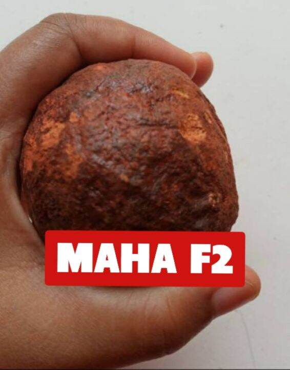 GETAH GAMBIR MAHA BUNGA | GOTA| DARI MEDAN BESAR | Lazada Indonesia