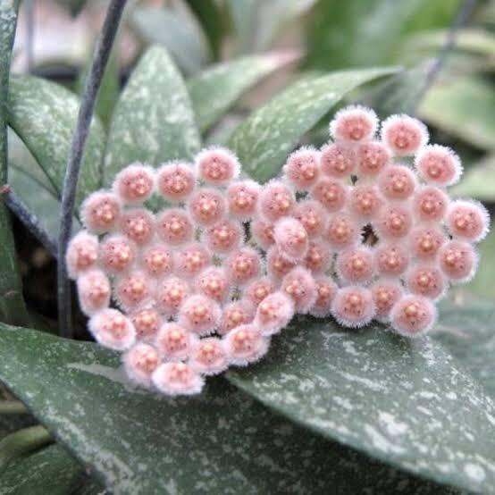 HOYA PARVIFLORA SPLASH | Lazada PH