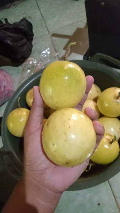 MARKISA kuning SEGAR 1kg | Lazada Indonesia