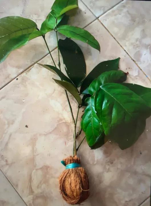 Bibit jenu atau tuba akar tuba | Lazada Indonesia