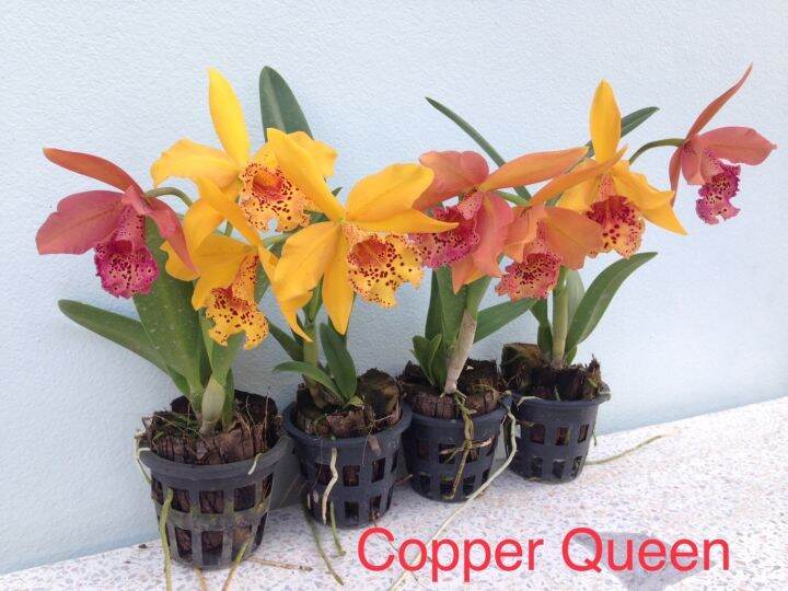 กล้วยไม้copper Queen (Home&garden)กล้วยไม้ดอกใหญ่ติดดอกทุก มีสองสี ส้ม ...