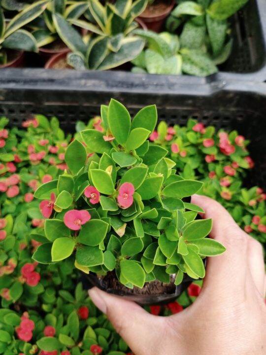 Piti mini Euphorbia minii | Lazada PH