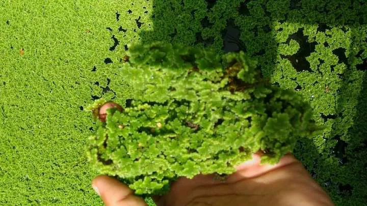 Rumput Azola / Bibit Azolla pinata microphyla Azola Pakan Ikan 100 gram ...