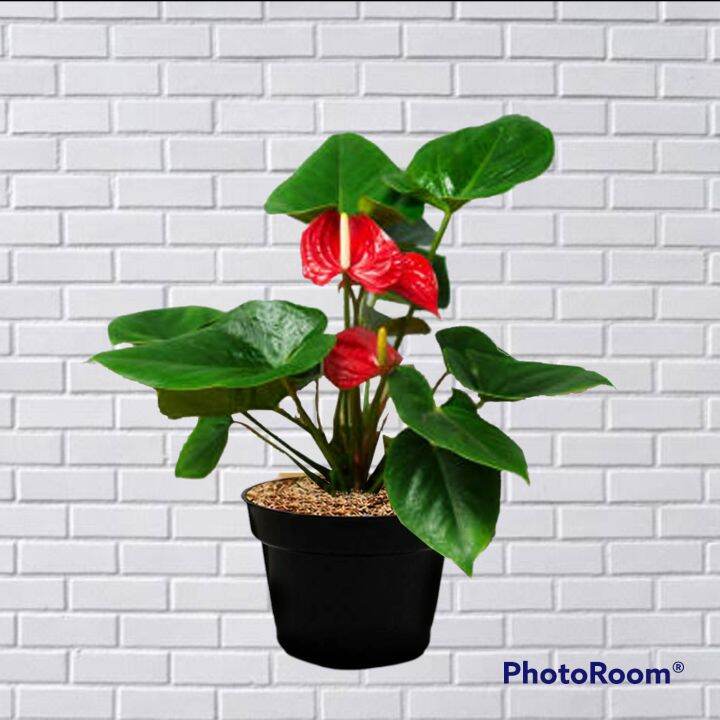 tanaman hidup anthurium bunga merah | Lazada Indonesia