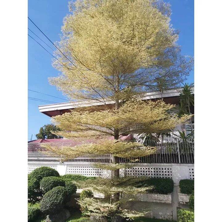 AFRICAN TALISAY ☘️ Live plants rooted / malago Ang leaves/ affordable ...