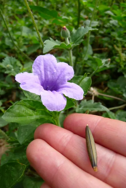 20 biji benih bunga pletekan | Lazada Indonesia