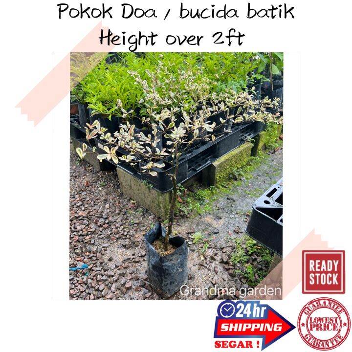 (GG real plant) busida batik over 2FT ^ tinggi lbh dr 2 kaki pokok doa ...