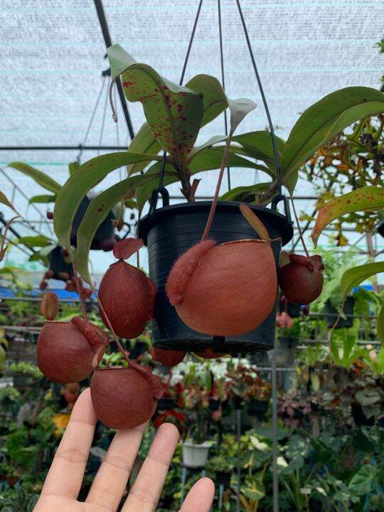 ต้นหม้อข้าวหม้อแกงลิง หม้อใหญ่ ดอกสีแดง ( N.viking x ampullaria red ...