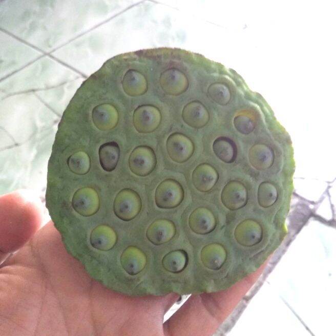Buah Biji Teratai Lotus Segar 500 Gram | Lazada Indonesia